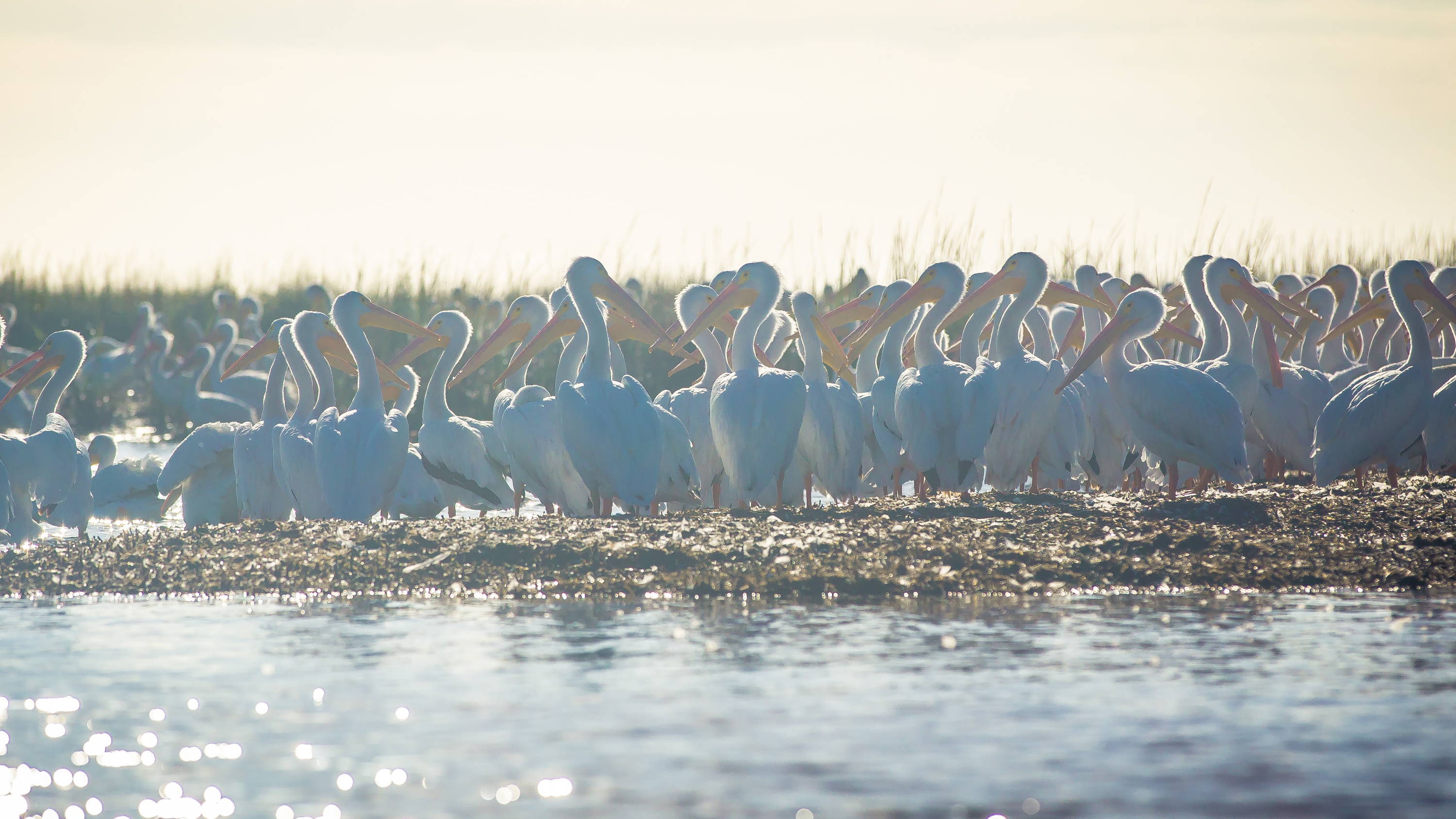 Greg Dini Photography – Marsh Wear Clothing
